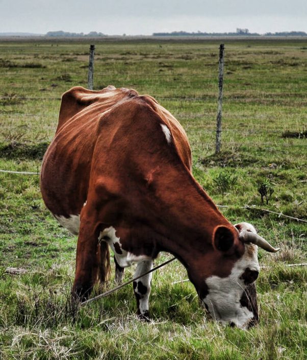 Rindfleisch – Wiesbauer Gourmet