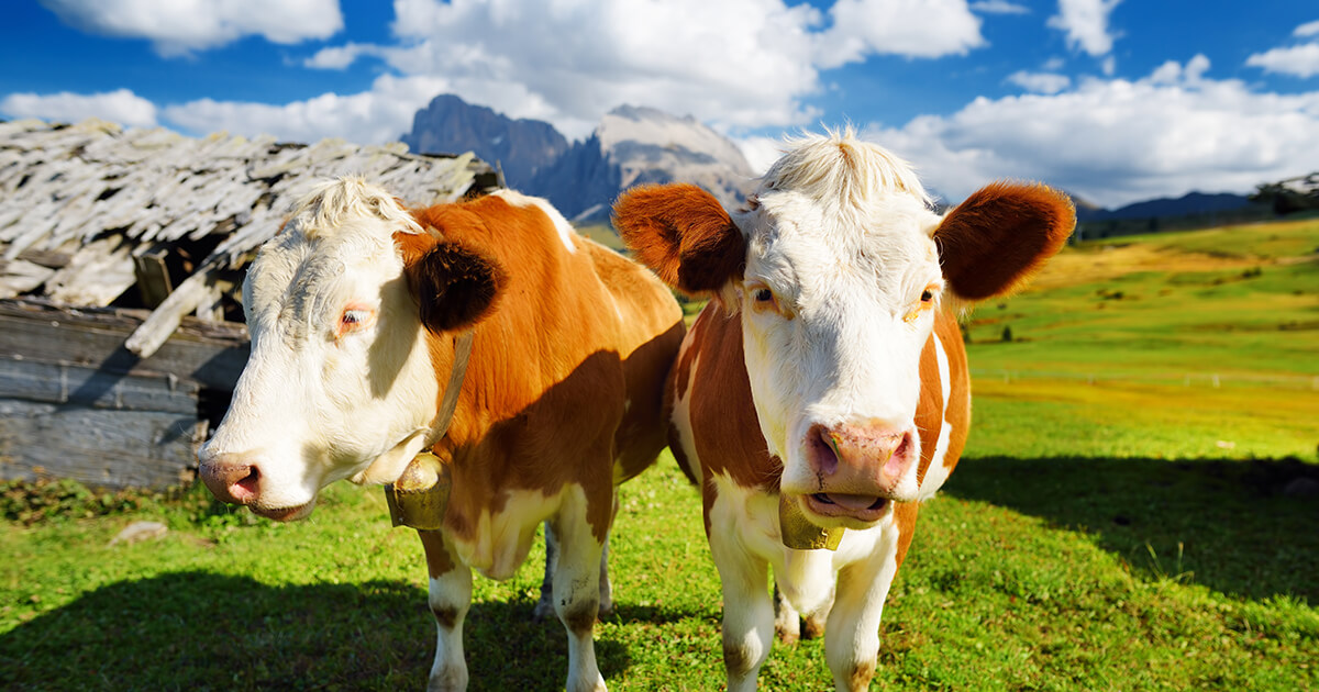 Kalbfleisch kaufen Premium Kalbfleisch online kaufen im Online Shop